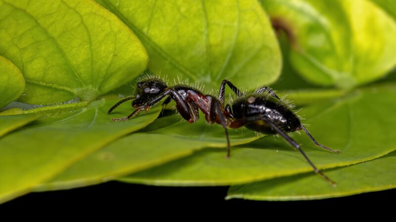 How to Get Rid of Carpenter Ants | Effective Strategies and Natural ...