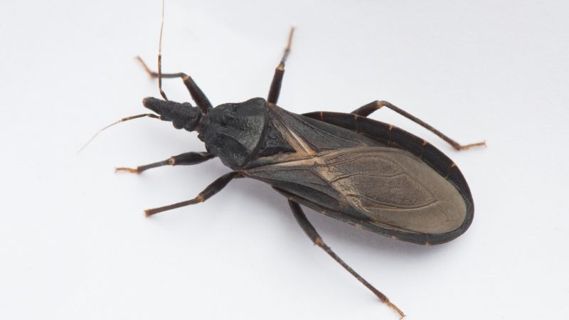 Bed Bug Predators | Natural Enemies and Prevention Strategies - Pest ...