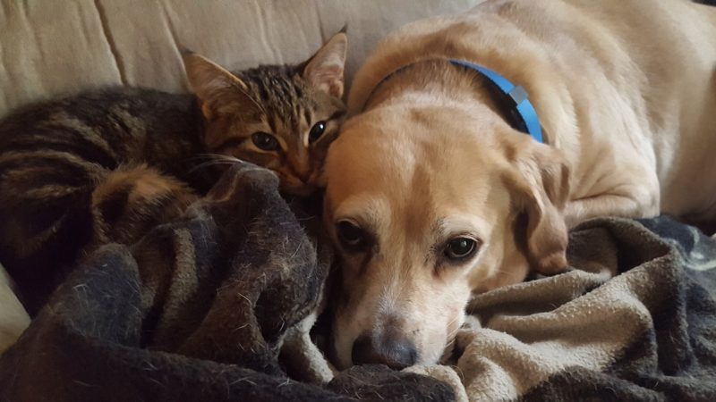 Bed Bug Predators | Natural Enemies and Prevention Strategies - Pest ...