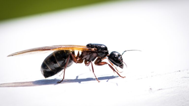 What Do Ants Eat? | Fascinating Insights into Ant Diets and Behavior ...