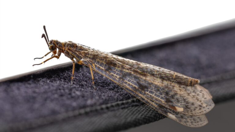 Ant Predators | Intriguing Facts and Key Role in Ecosystem Balance ...