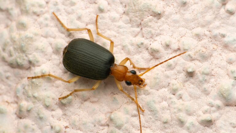 Ant Predators | Intriguing Facts and Key Role in Ecosystem Balance ...