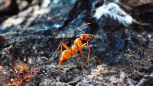 How to Get Rid of Electric Ants (Little Fire Ants) - Pest Samurai
