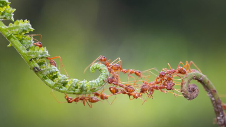 How to Get Rid of Ant Pheromone Trails | Natural Solutions - Pest Samurai