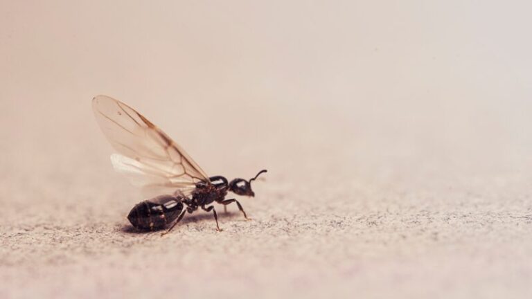 Flying Ants in Pool | Proven Methods and Tips to Keep Them at Bay ...