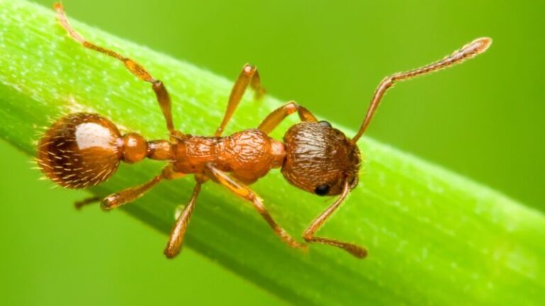 How Long Do Ants Live | Fascinating Insight into Their Life Cycle ...