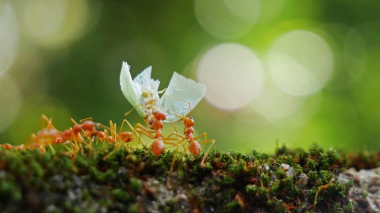 Ant Size Chart | A Simple Size Comparison Guide - Pest Samurai