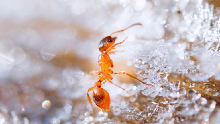 Ants in Winter | Effective Methods for Keeping Ants Out of Your Home ...