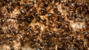 Ants in Winter | Effective Methods for Keeping Ants Out of Your Home ...