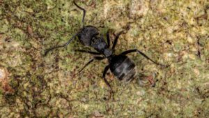 How to Get Rid of Odorous House Ants | Proven and Effective Methods ...