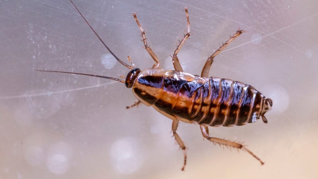How to Get Rid of German Cockroaches? | Information & Facts - Pest Samurai