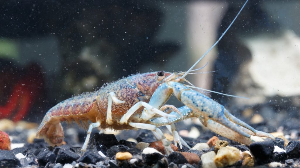 Are Shrimp Related to Cockroaches? | Similarities and Differences ...