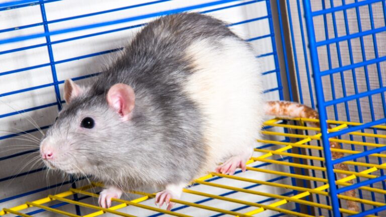 Do Rats Carry Rabies? | Information and Facts - Pest Samurai