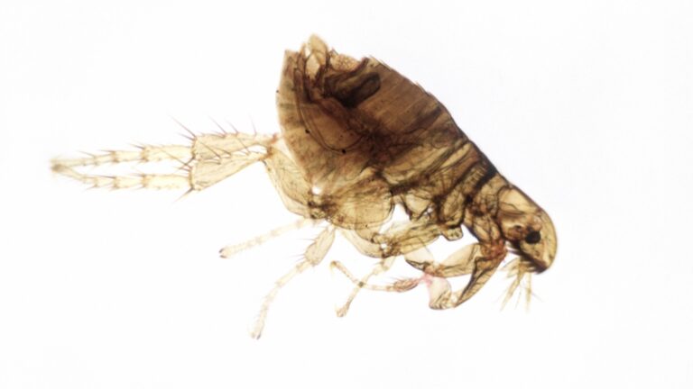 Do Fleas Have Wings? | Information and Facts - Pest Samurai