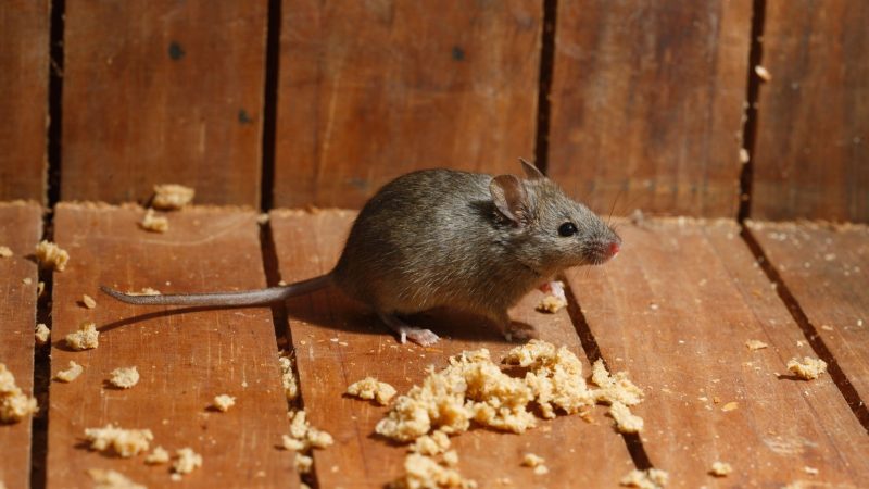 What Does A Field Mouse Look Like Identification Habitat And Control Pest Samurai 2023 