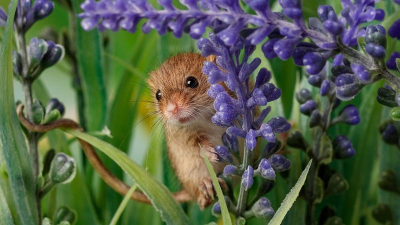 What Does A Field Mouse Look Like Identification Habitat And Control Pest Samurai 2023 