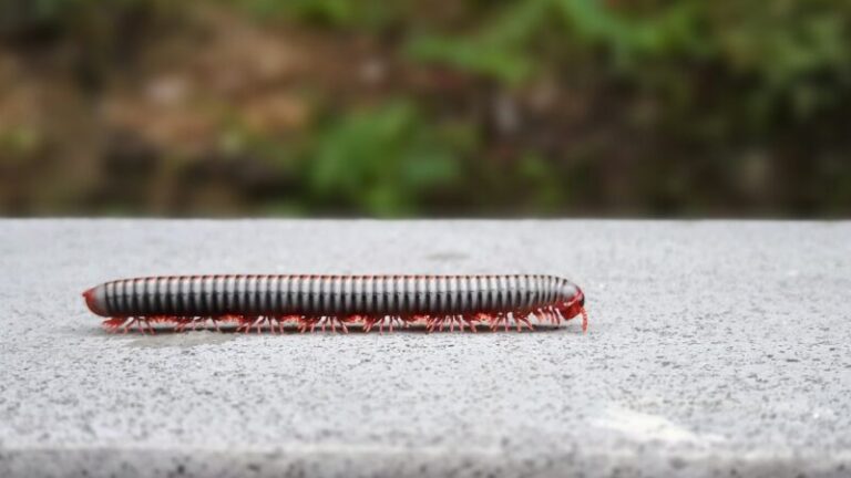 How to Get Rid of Millipedes Naturally? | A Detailed Guide - Pest Samurai