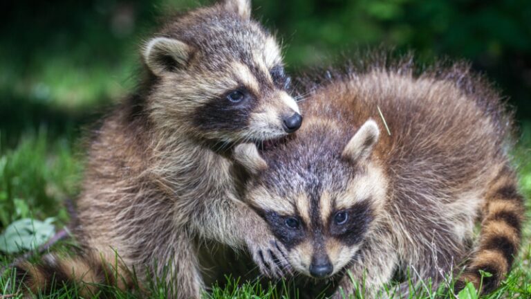 How to Know if a Raccoon Has Babies? | All You Need to Know! - Pest Samurai