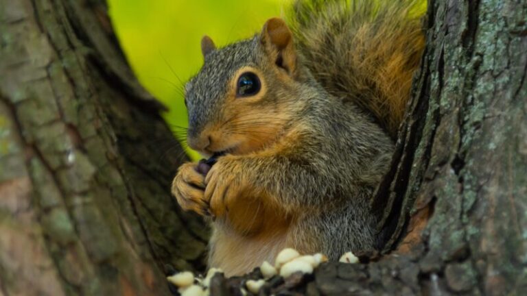 What Do Squirrel Nests Look Like | Fascinating Insights into Their ...