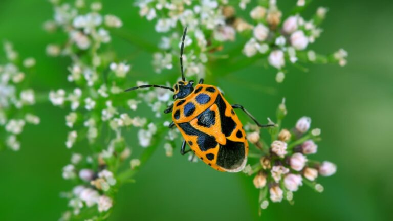 Baby Stink Bugs (Nymphs) | Information and Facts - Pest Samurai
