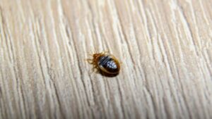 Male vs Female Bed Bugs | Distinguishing Characteristics and ...