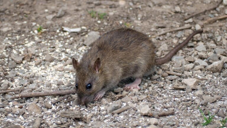 Signs of Rats | All You Need to Know - Pest Samurai