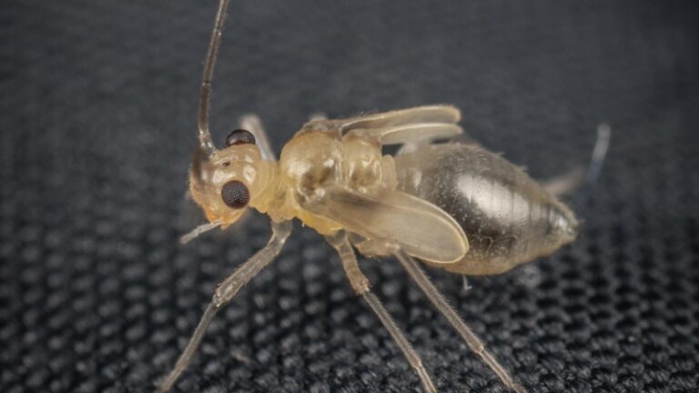 How to Get Rid of Tiny Black Bugs on Bed Sheets? | Identification and ...