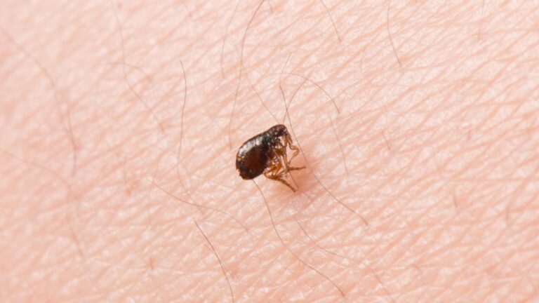 How to Get Rid of Tiny Black Bugs on Bed Sheets? | Identification and Guide - Pest Samurai