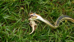 How to Identify Snake Droppings? | Identification and Guide - Pest Samurai