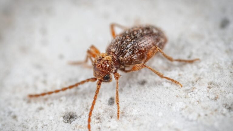 How to Get Rid of Tiny Black Bugs on Bed Sheets? | Identification and ...