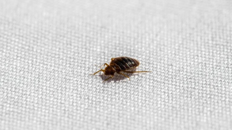 How to Get Rid of Tiny Black Bugs on Bed Sheets? | Identification and ...