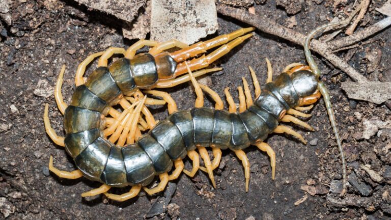 Small Black Bugs With Hard Shell in House | Identification and Control ...