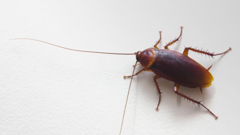 Small Black Bugs With Hard Shell in House | Identification and Control ...