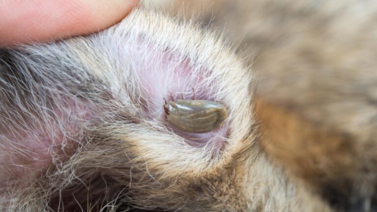 Small Black Bugs With Hard Shell in House | Identification and Control ...