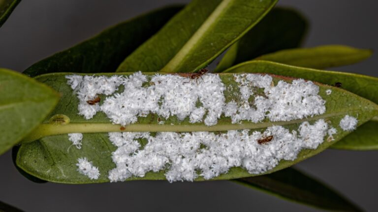 How to Stop Bugs From Eating Your Plants? | A Complete Guide - Pest Samurai