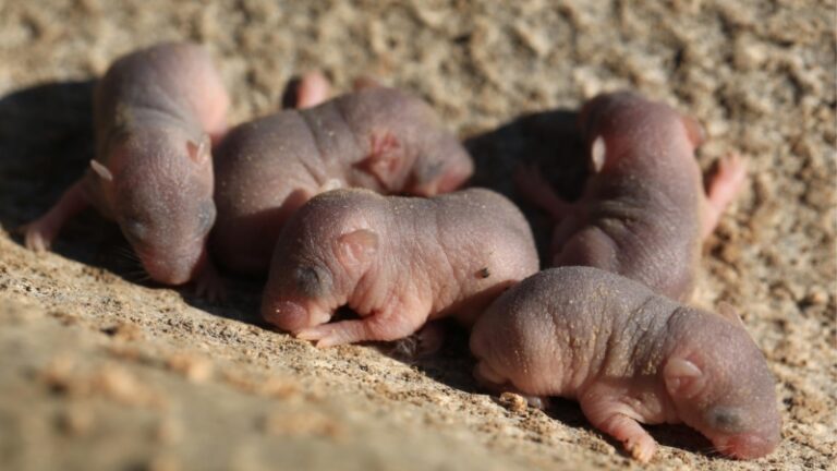 Baby Mice in Your House | What to Do if You Found Them? - Pest Samurai