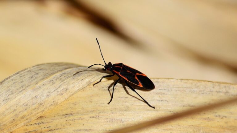 Black and Orange Bugs Around Yard | Identification and Control Guide ...
