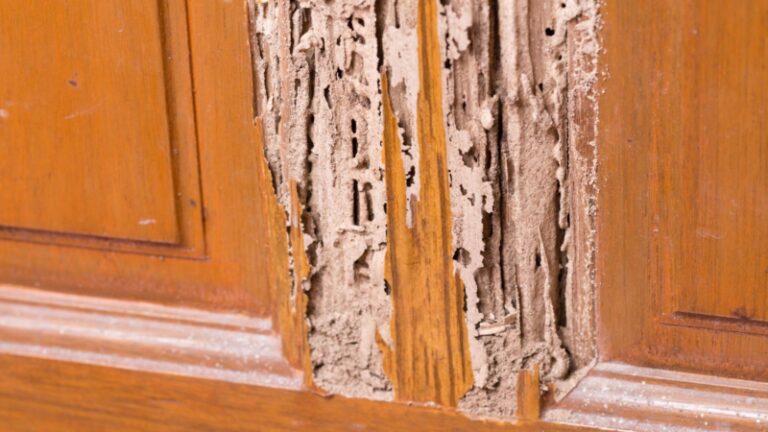 What Does Termite Damage Look Like? | Information and Facts - Pest Samurai