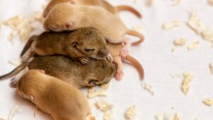 Baby Mice in Your House | What to Do if You Found Them? - Pest Samurai