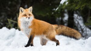8 Fox Sounds and Noises and Their Meanings | Information and Facts ...