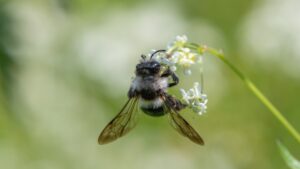 Ashy Mining Bee | Identification, Habitat, and Control - Pest Samurai