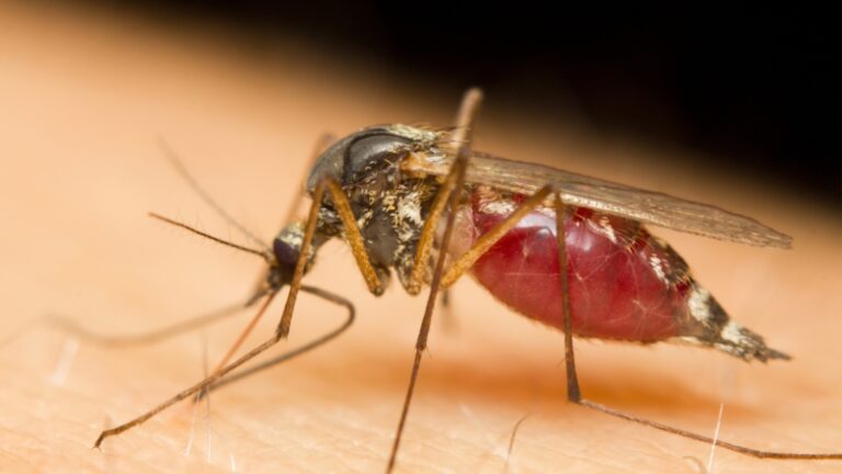 What Are Those Really Big Mosquitoes? | Information and Facts - Pest ...