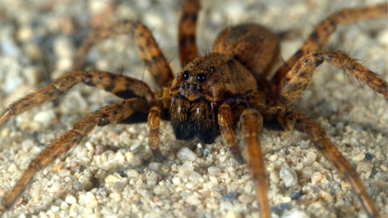 7 Summer Insects That Can Ruin Your Day at the Beach | Information and ...