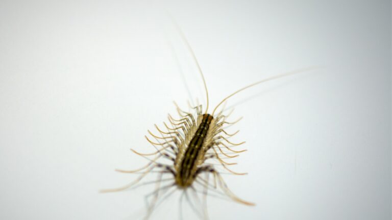 Common House Centipedes | Exploring Behaviors and Pest Control Methods ...