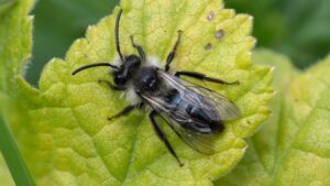Ashy Mining Bee | Identification, Habitat, and Control - Pest Samurai
