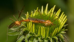 What Are Those Really Big Mosquitoes? | Information and Facts - Pest Samurai