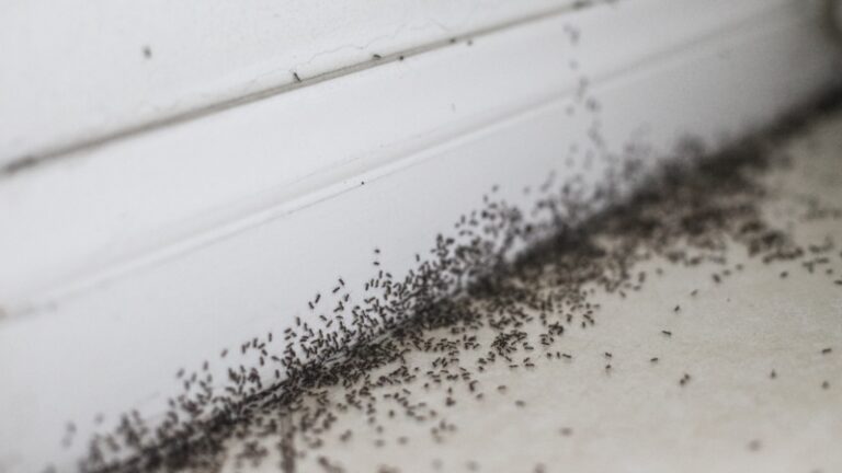 Tiny Ants On Kitchen Counter Diy Solutions Theyll Never Ant Icipate Pest Samurai
