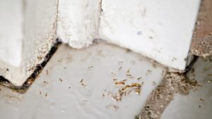 Tiny Ants On Kitchen Counter | DIY Solutions They'll Never Ant-icipate ...