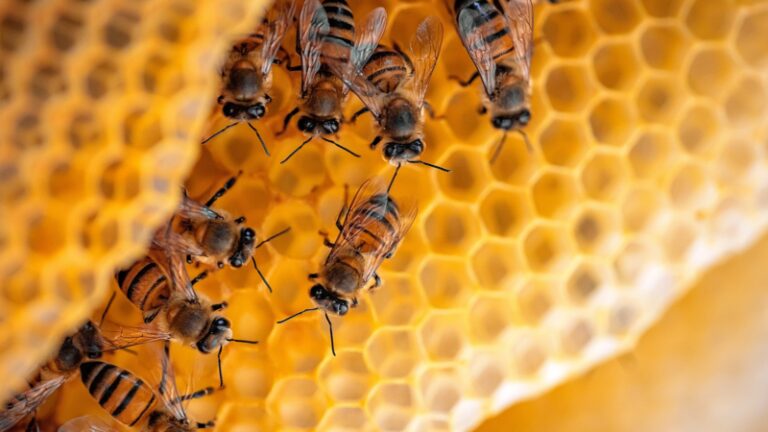 Powerful Homemade Wasp and Bee Sprays (with Recipes) - Pest Samurai