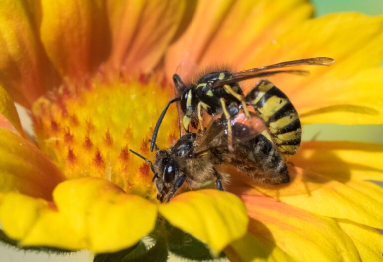 Bees, Wasps, and Hornets Archives - Pest Samurai